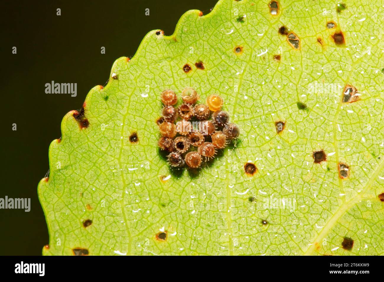 insect eggs on a leaf blade Stock Photo - Alamy