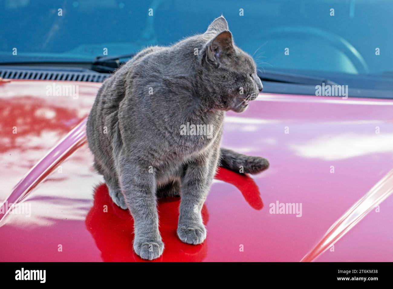 A blue American Burmese cat sits on the soot of a red car and meows ...