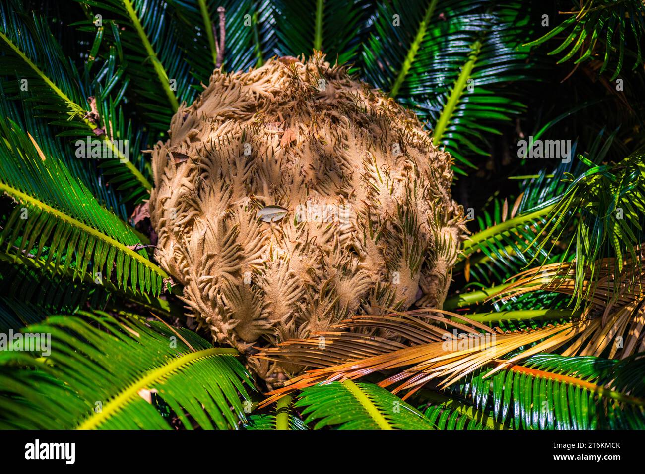 Japanese Sago Palm (Cycas revoluta) flower Stock Photo - Alamy