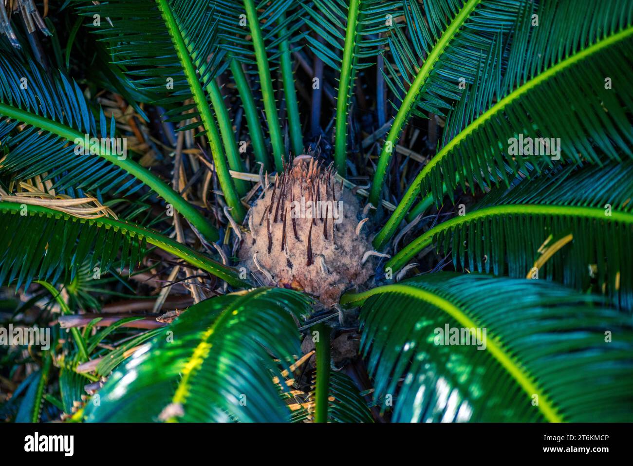 Japanese Sago Palm (Cycas revoluta) flower Stock Photo - Alamy