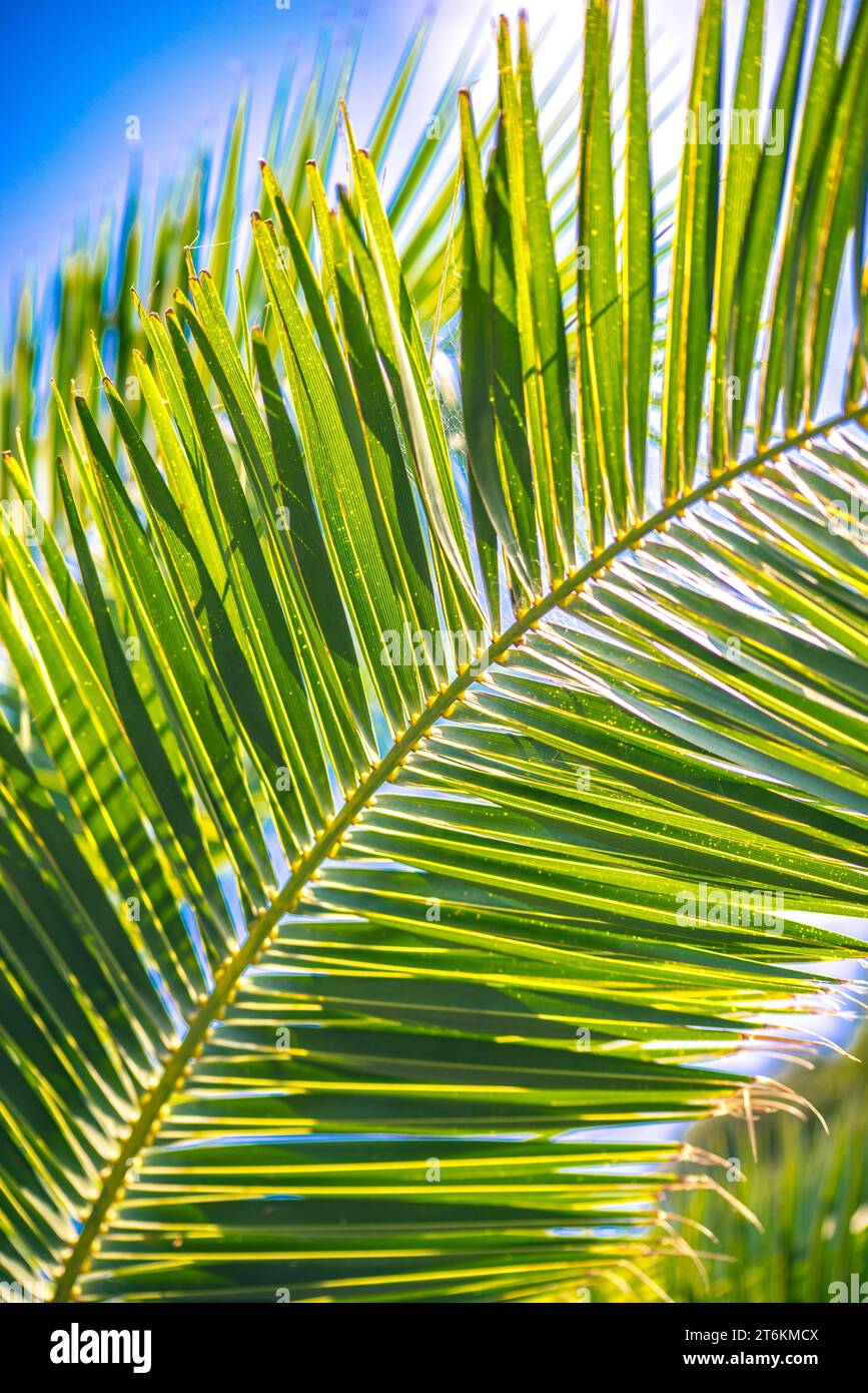 the shape of a Phoenix leaf. Owase, Mie Japan Stock Photo - Alamy