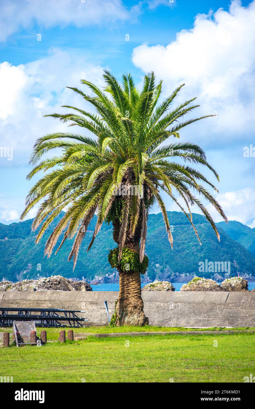 Phoenix palm tree at the seaside. Owase, Mie Japan Stock Photo - Alamy