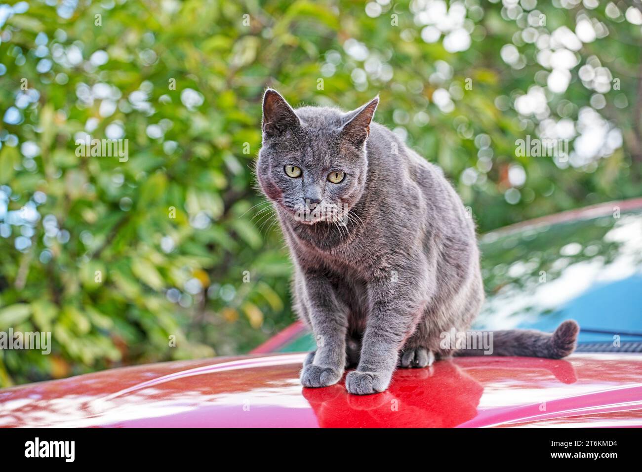 blue American Burmese cat sitting on the soot of a red car on the ...