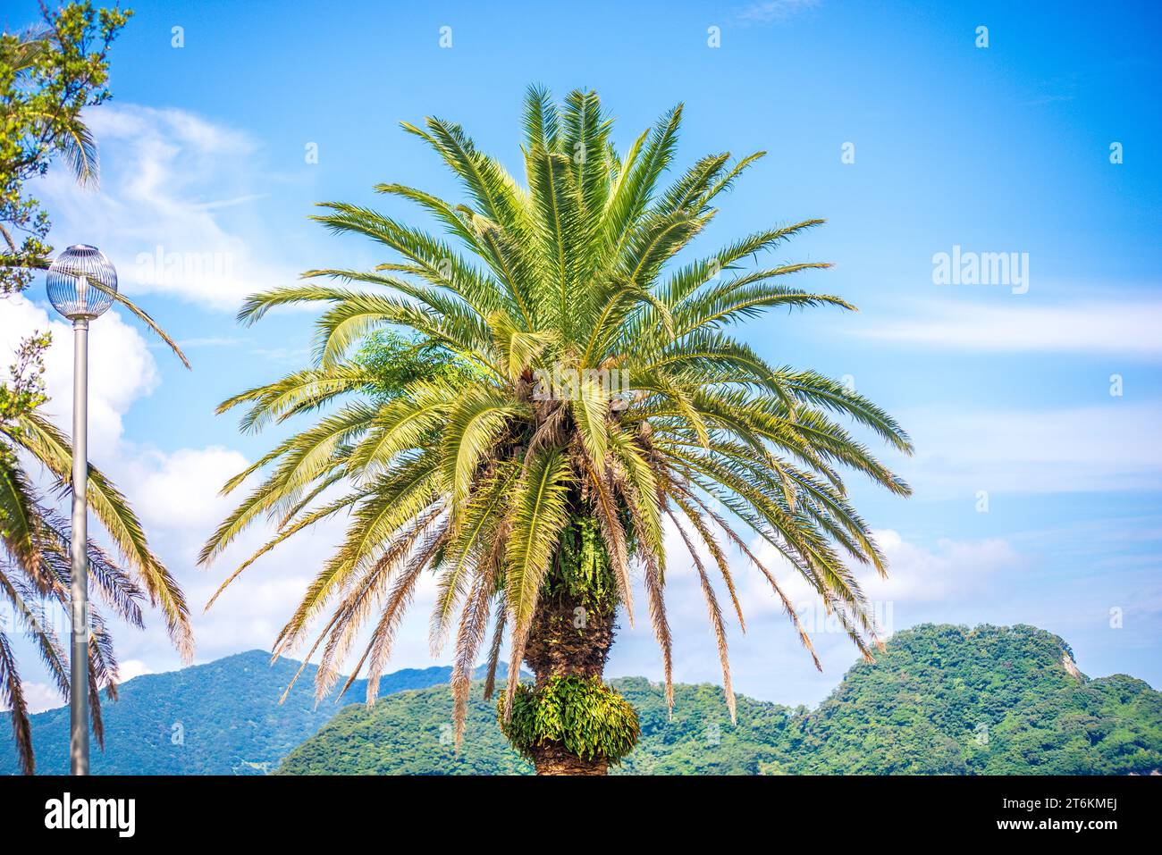 Phoenix palm tree at the seaside. Owase, Mie Japan Stock Photo - Alamy