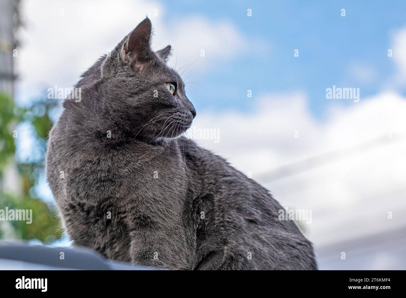 blue American Burmese cat sits with his back turned on the roof of a ...