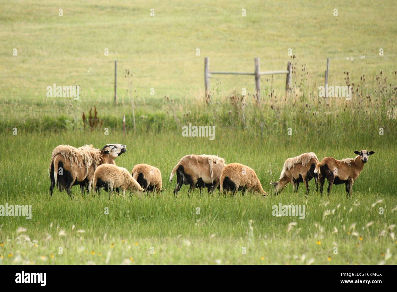 Sheep grazing in tall grass hi-res stock photography and images - Alamy