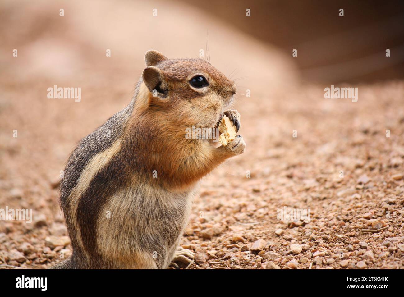 Cute Chipmunk With Stripes Eating a Cracker. Colorado Stock Photo - Alamy