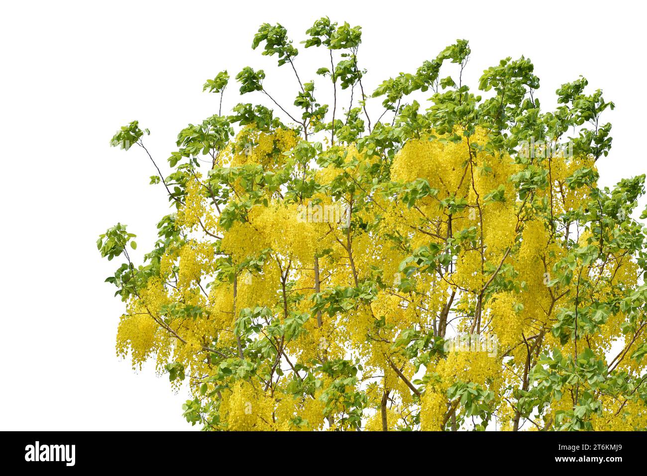 green tree branch isolated on white background Stock Photo - Alamy