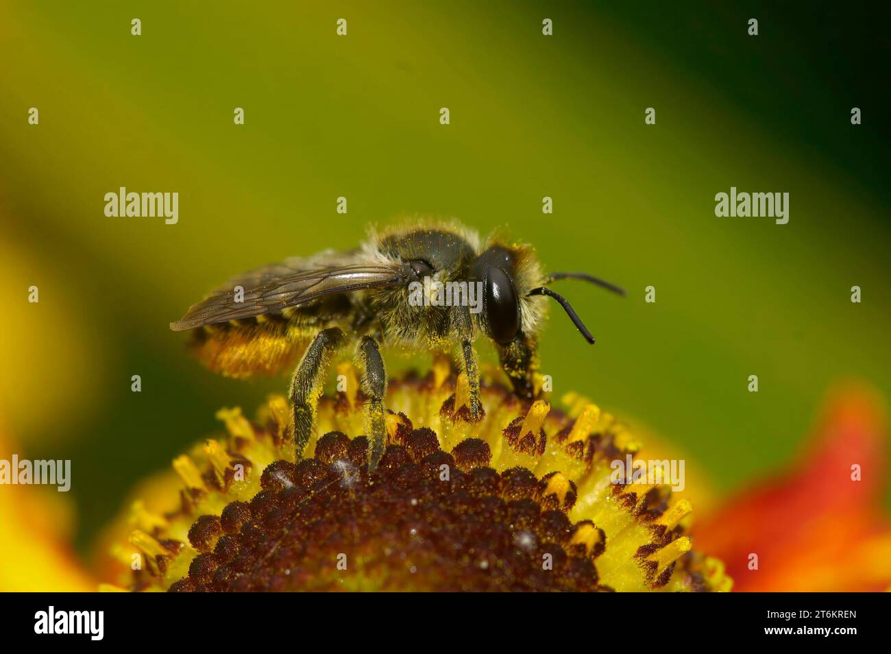 Natural closeup on a female Patchwork leafcutter bee, Megachile ...