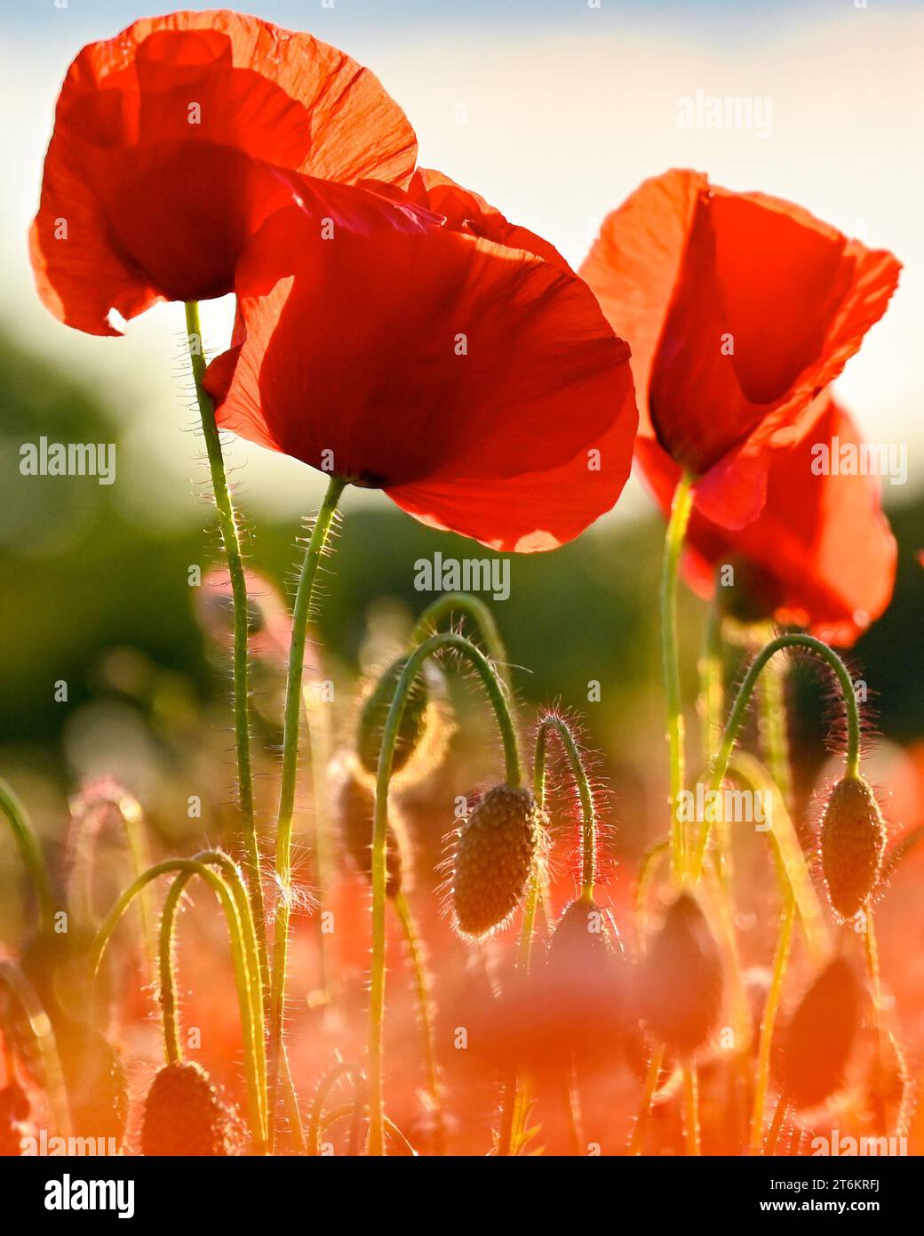 Anzac poppies hi-res stock photography and images - Alamy