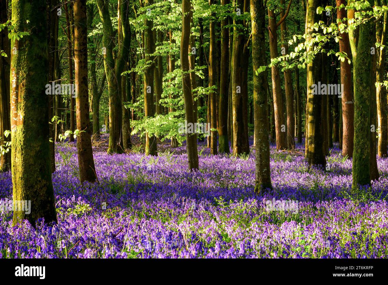 Beautiful spring woodland hi-res stock photography and images - Alamy