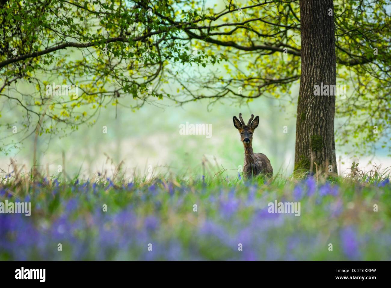 Uk deer blue bells hi-res stock photography and images - Alamy