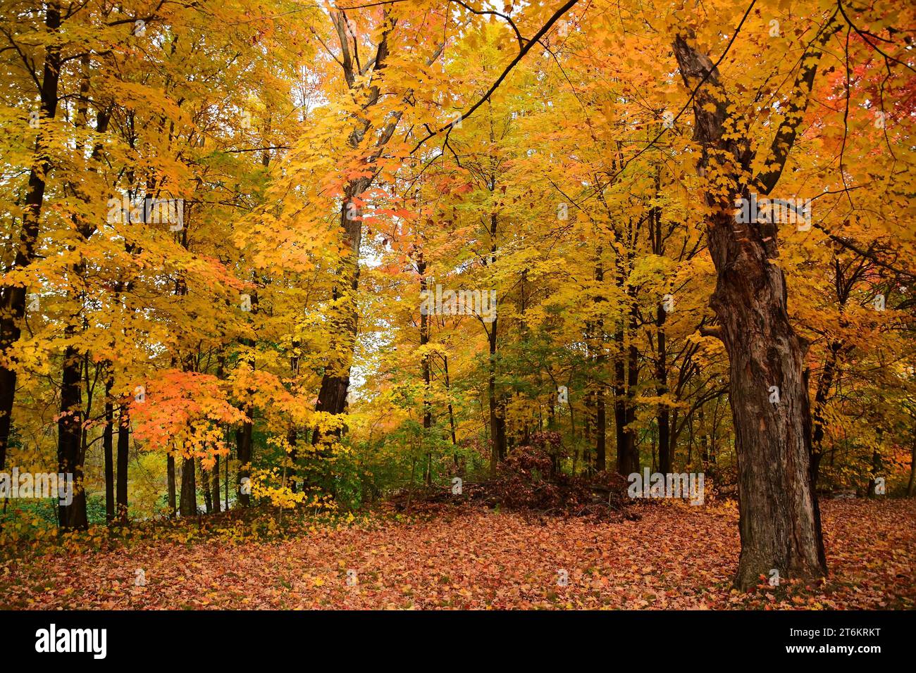 colorful fall foliage in a grove of maple trees along a country lane ...