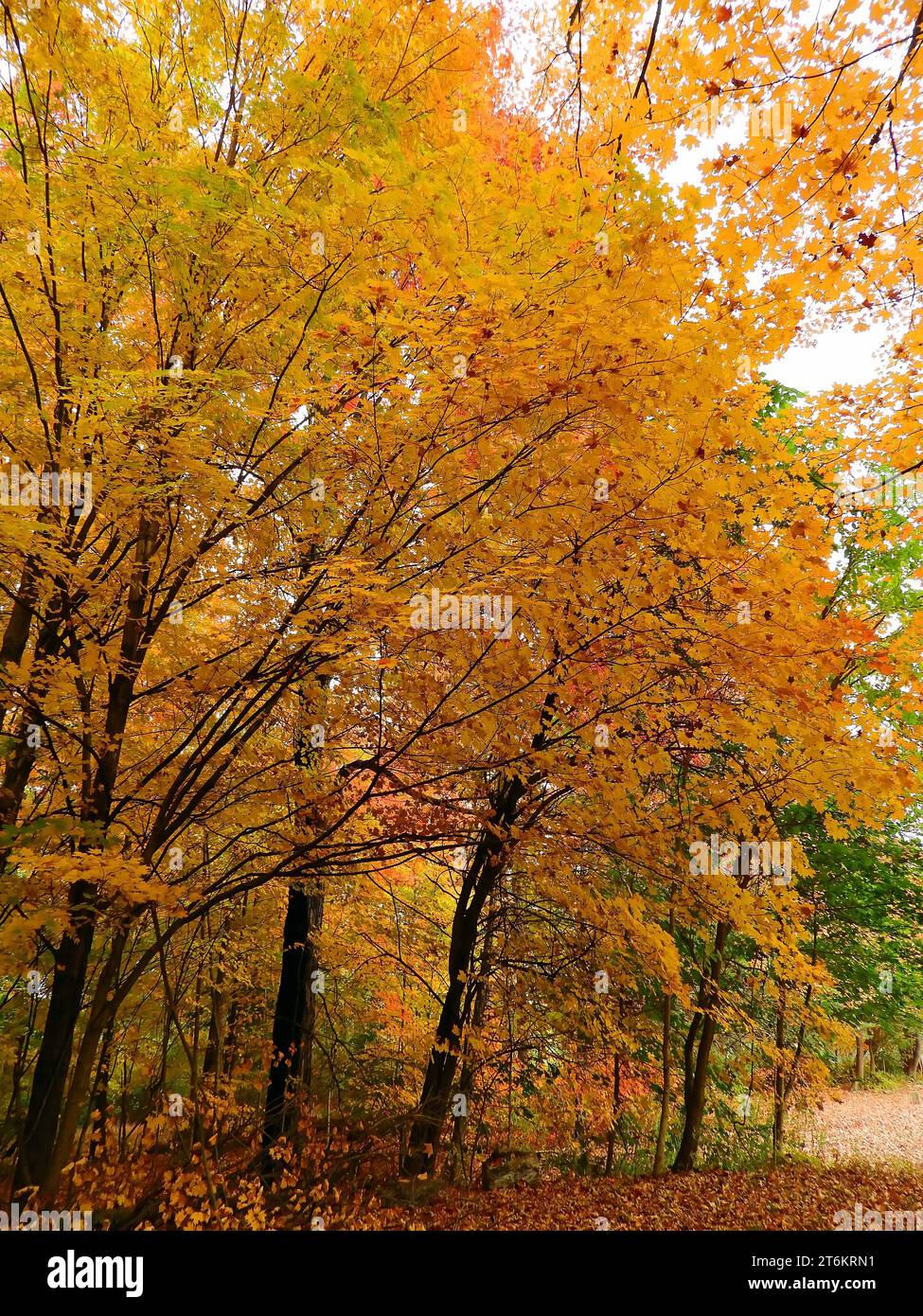 colorful fall foliage in a grove of maple trees along a country lane ...