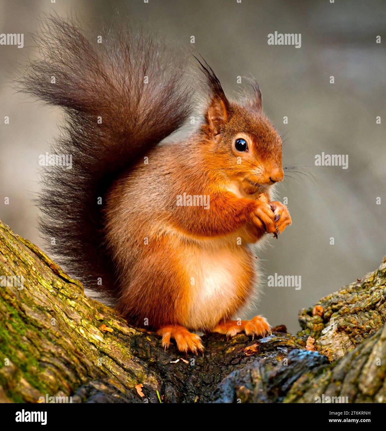 Red Squirrel with fluffy fur and a bushy tail Stock Photo - Alamy