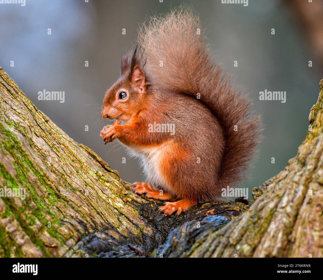 Creature with a bushy tail hi-res stock photography and images - Alamy