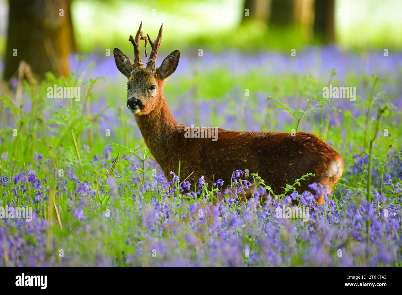 Uk deer blue bells hi-res stock photography and images - Alamy