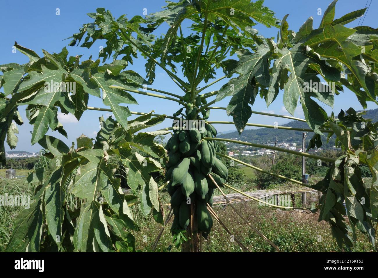 Growing papaya tree Stock Photo - Alamy