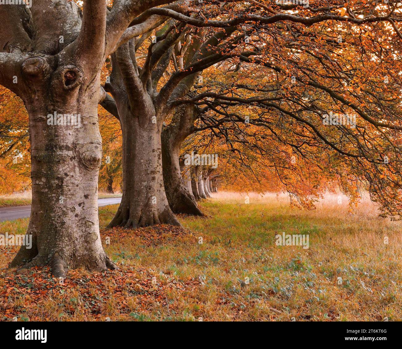 Beech tree lined avenue in Dorset in Autumn Stock Photo - Alamy