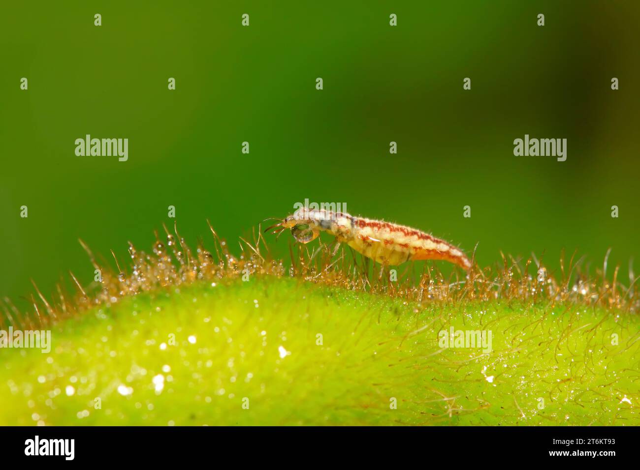 Lacewing larvae aphid hi-res stock photography and images - Alamy