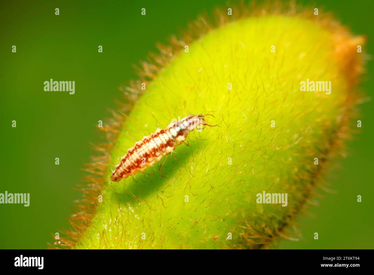 Big lacewing flies larvae - aphid lions on green leaf Stock Photo - Alamy