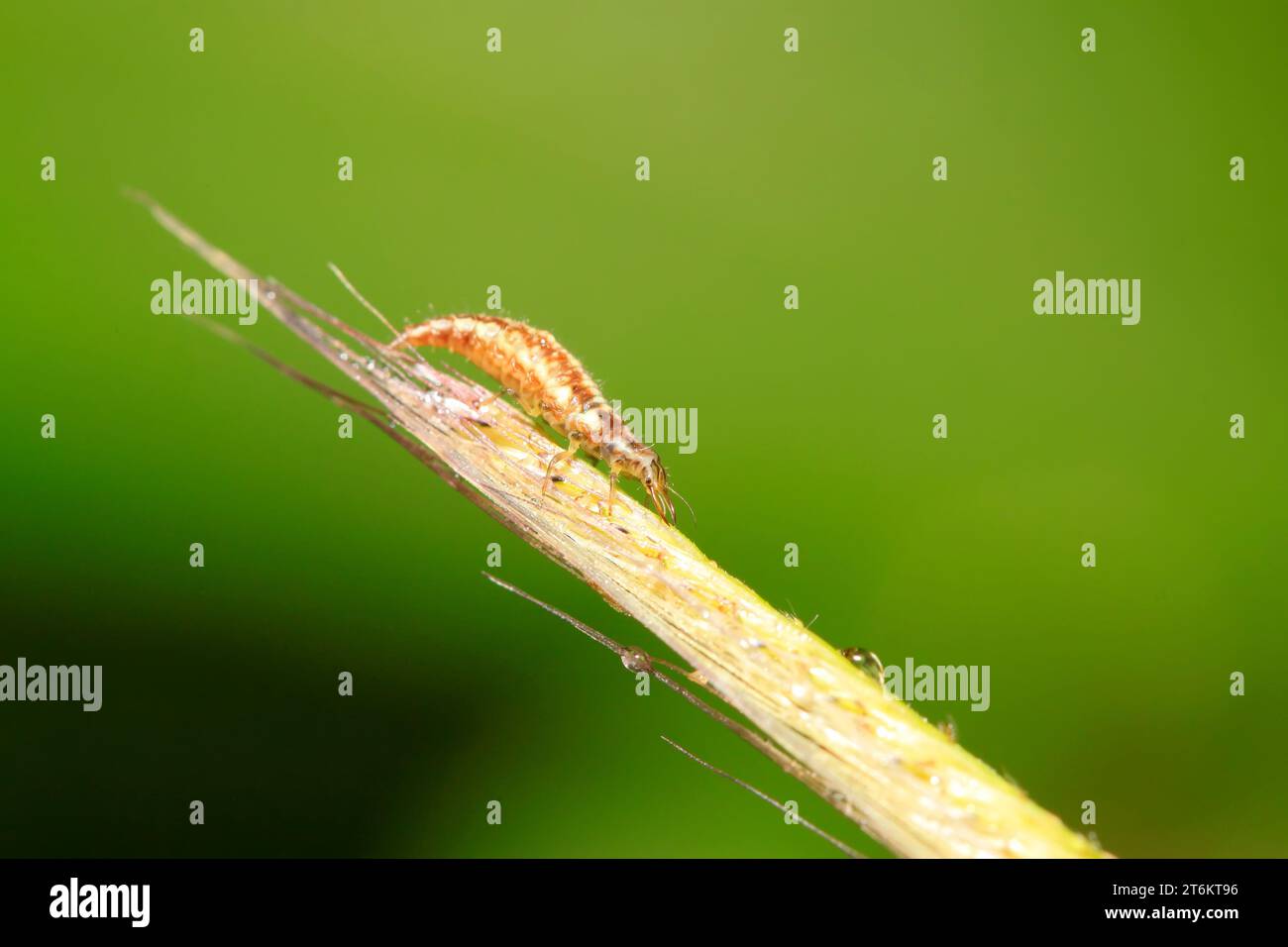 Big lacewing flies larvae - aphid lions on green leaf Stock Photo - Alamy