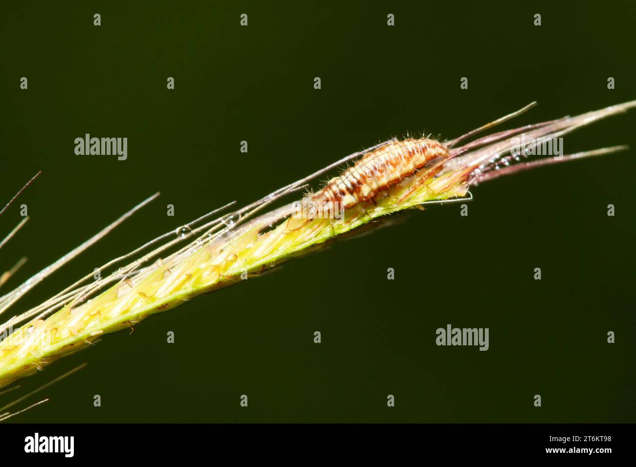 Big lacewing flies larvae - aphid lions on green leaf Stock Photo - Alamy