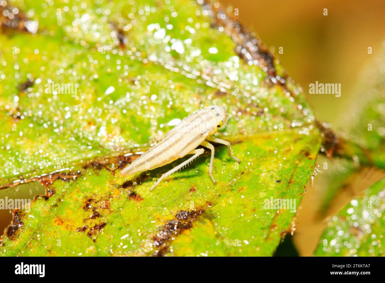 a kind of homoptera insects leafhopper larvae in the wild Stock Photo ...
