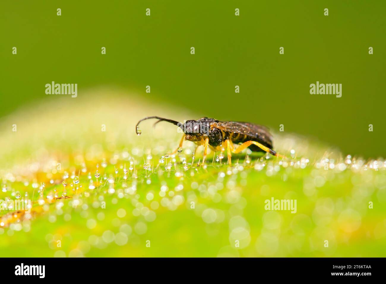 bee insects on the leaves, closeup of pictures Stock Photo - Alamy