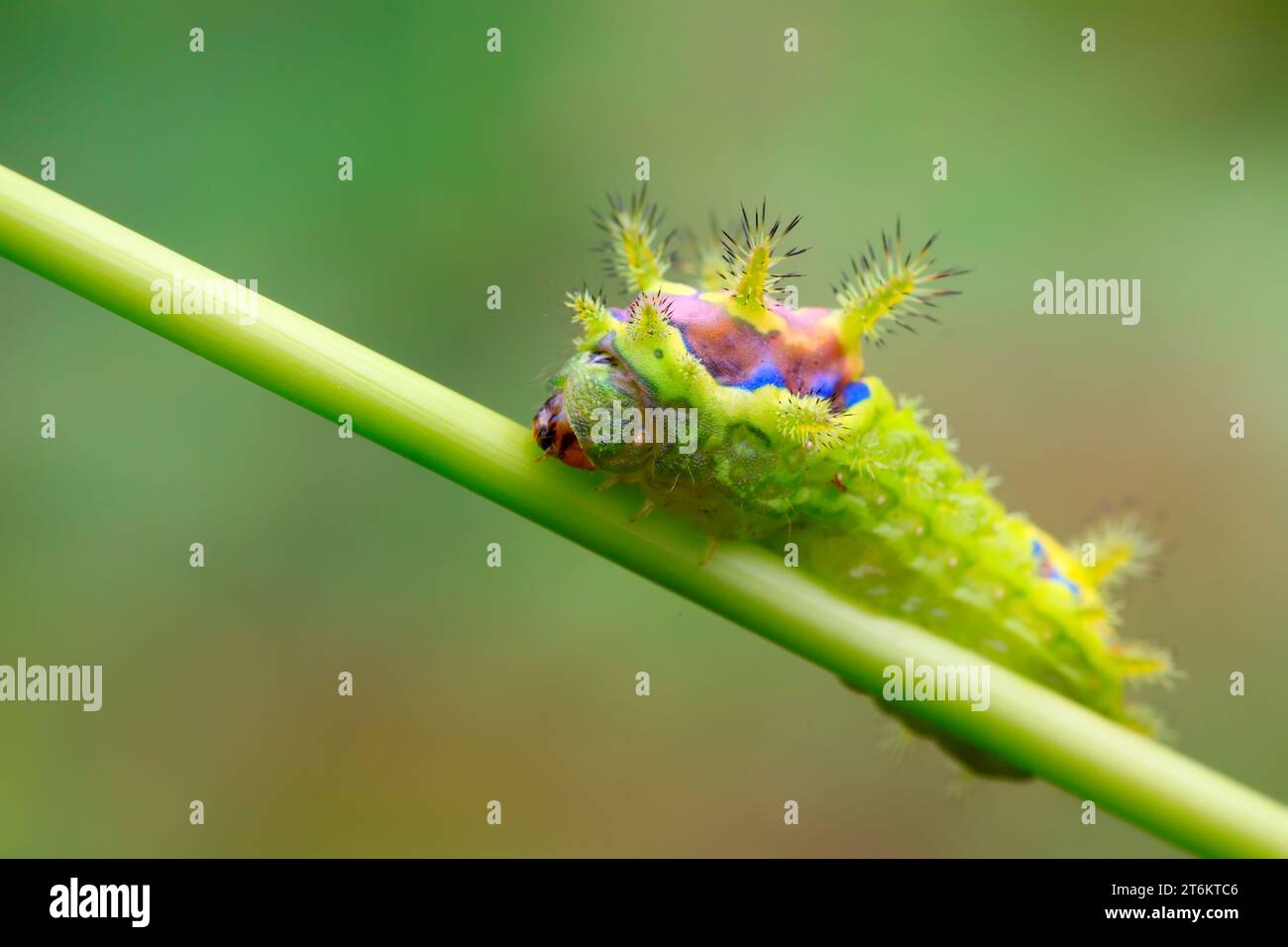 Thorn moth larvae hi-res stock photography and images - Alamy