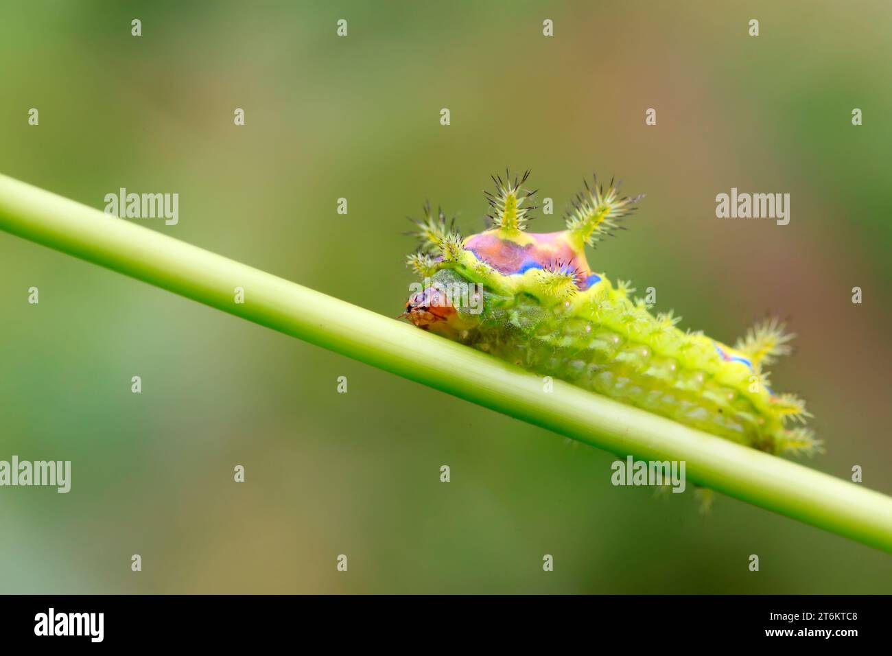 thorn moth larvae on a green leaf Stock Photo - Alamy