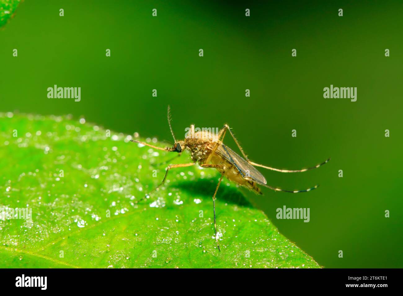 a kind of insects named mosquito Stock Photo - Alamy