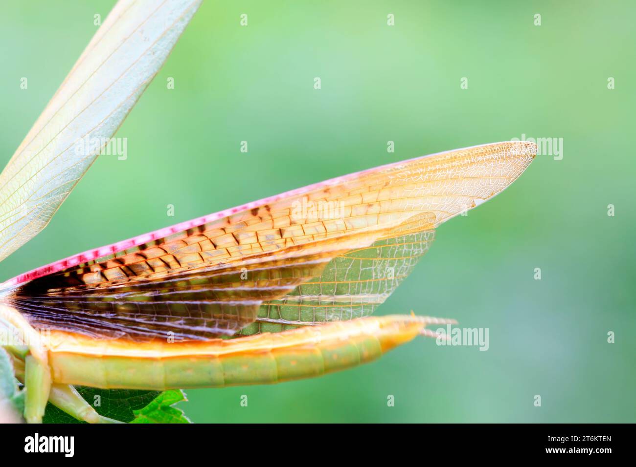 Mantis texture hi-res stock photography and images - Alamy