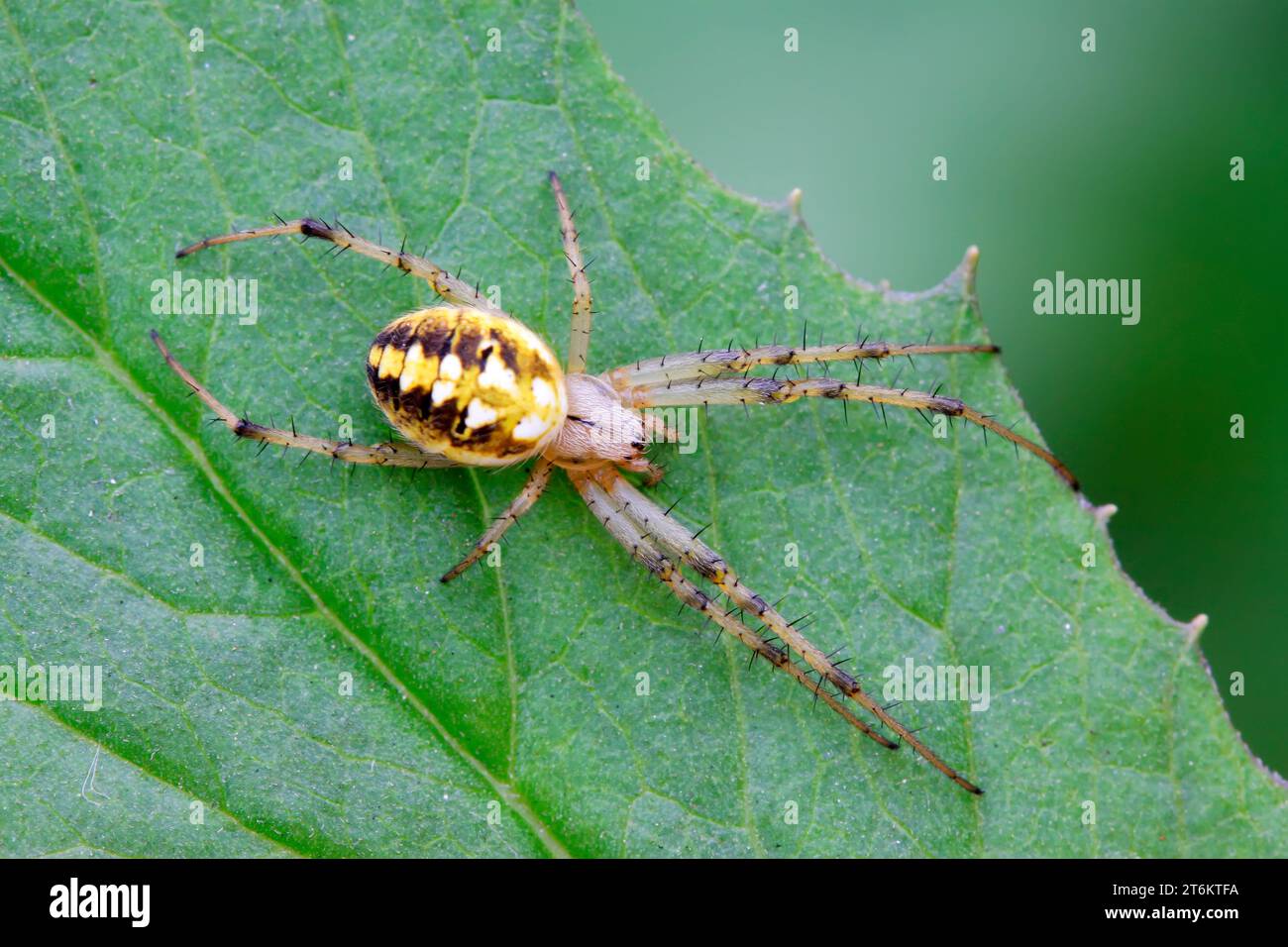 Spider rest on leaf hi-res stock photography and images - Alamy