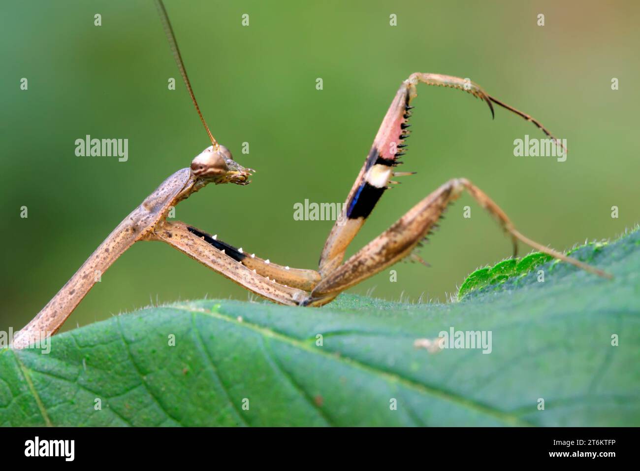 a macro photography of brown mantis insects in china Stock Photo - Alamy