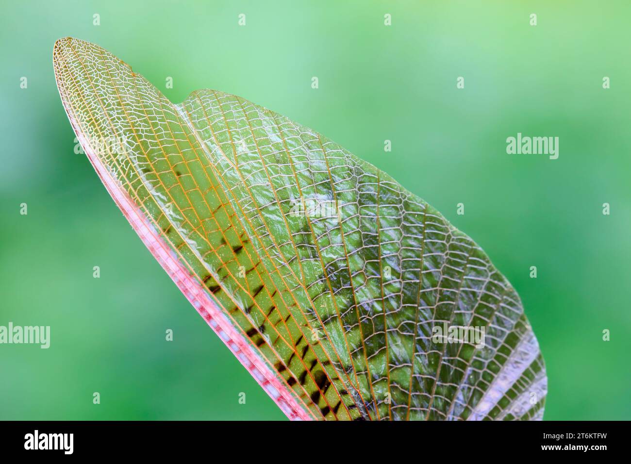 Mantis wings hi-res stock photography and images - Alamy