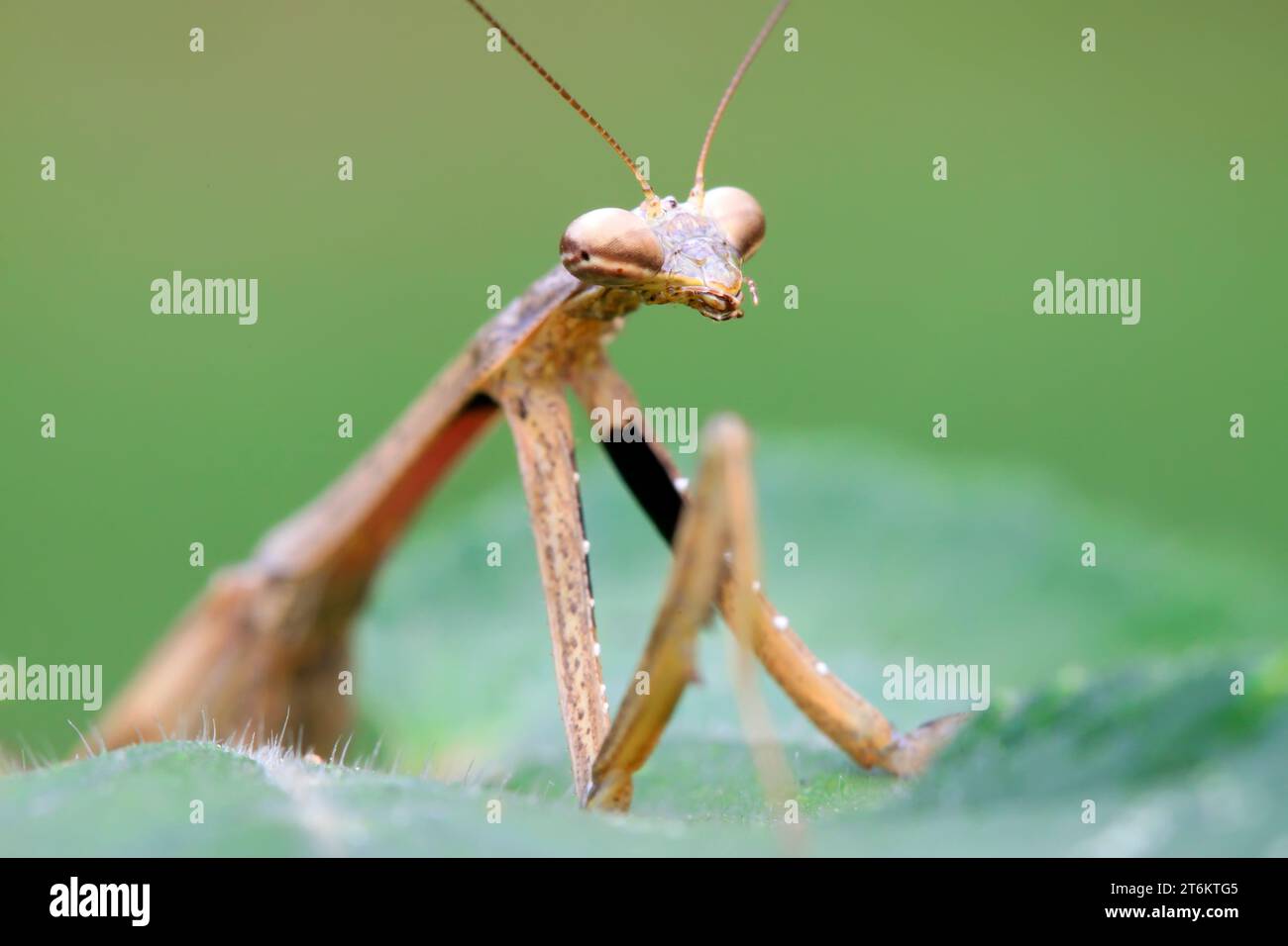 a macro photography of brown mantis insects in china Stock Photo - Alamy