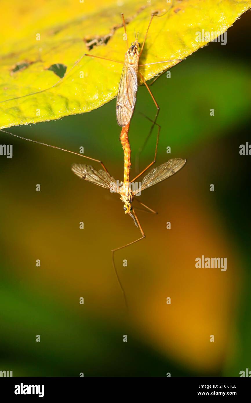 Mosquitoes insects mating on hi-res stock photography and images - Alamy