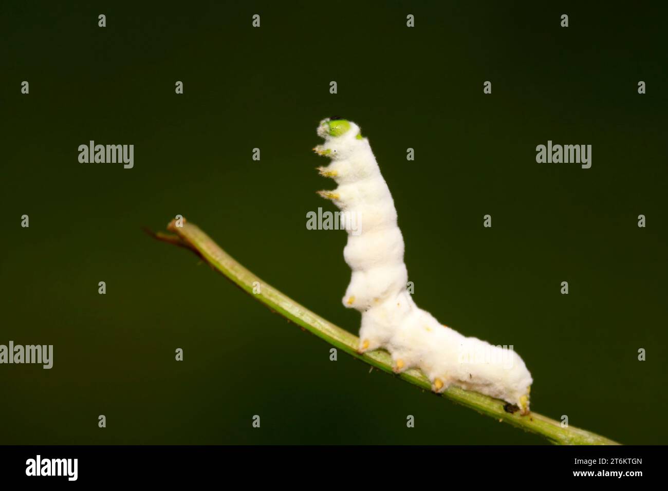 Infection beauveria bassiana insects, zombie on plants in the wild ...