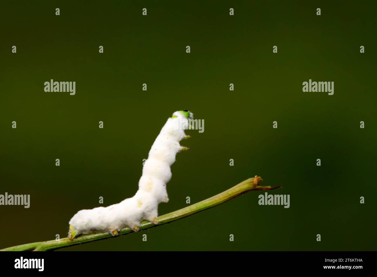 Infection beauveria bassiana insects, zombie on plants in the wild ...