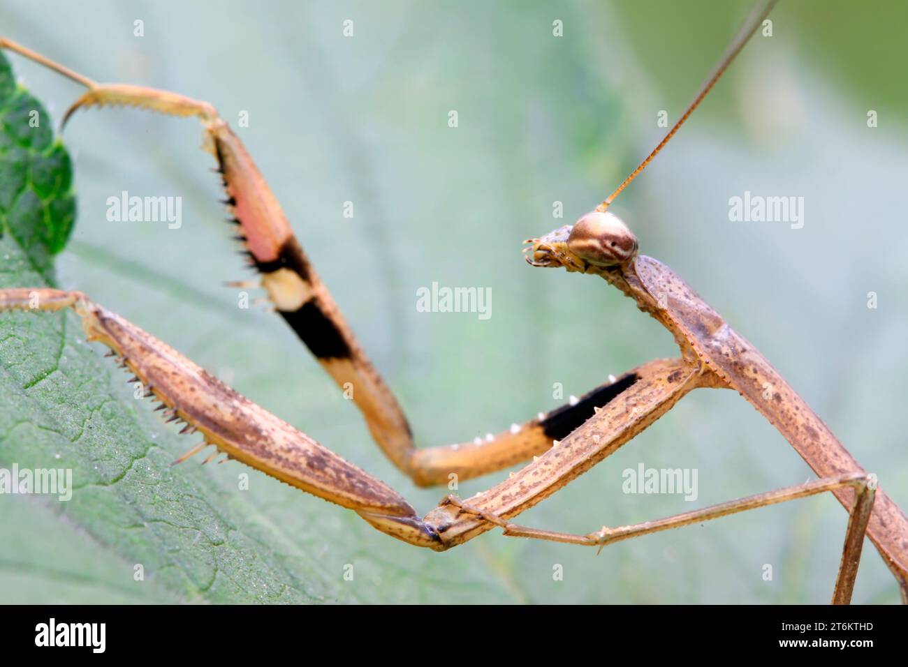 a macro photography of brown mantis insects in china Stock Photo - Alamy