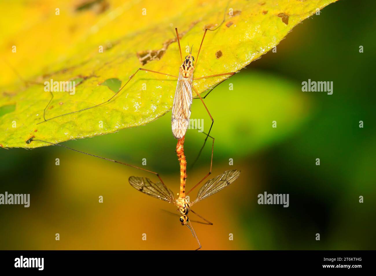 Mosquitoes insects mating on hi-res stock photography and images - Alamy