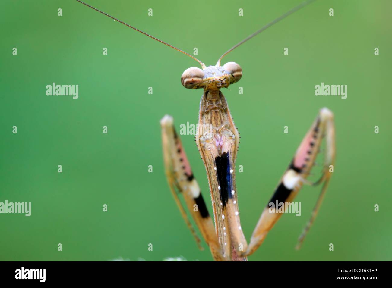 a macro photography of brown mantis insects in china Stock Photo - Alamy