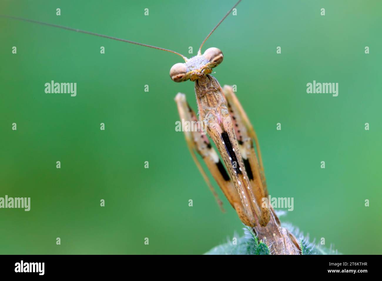 a macro photography of brown mantis insects in china Stock Photo - Alamy