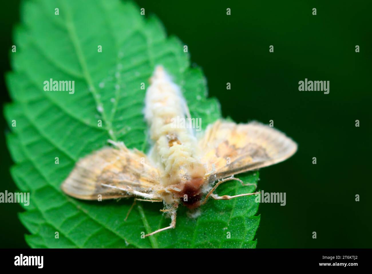 Dead leaf moths hi-res stock photography and images - Alamy