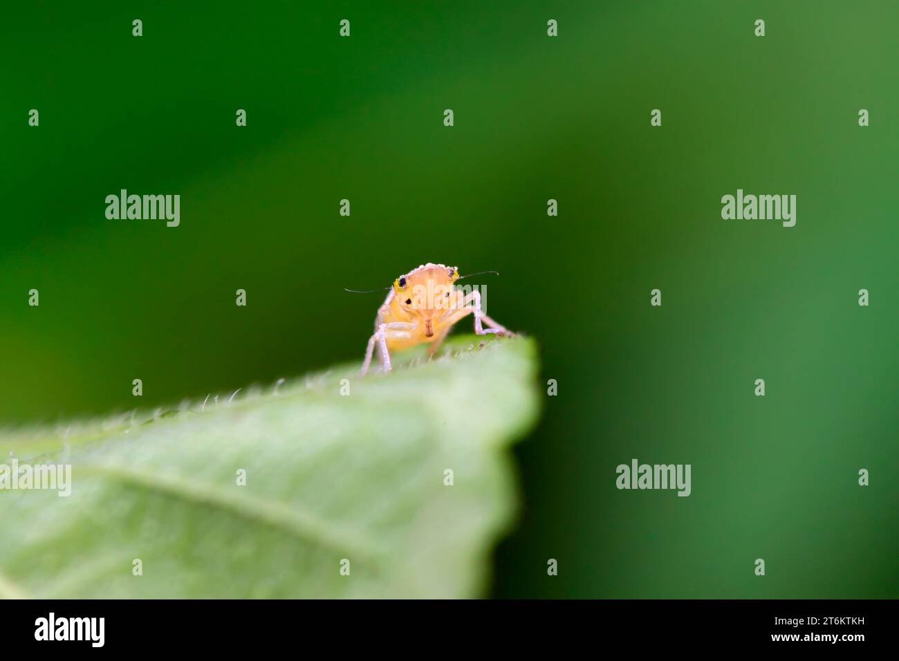 a kind of homoptera insects leafhopper in the wild Stock Photo - Alamy