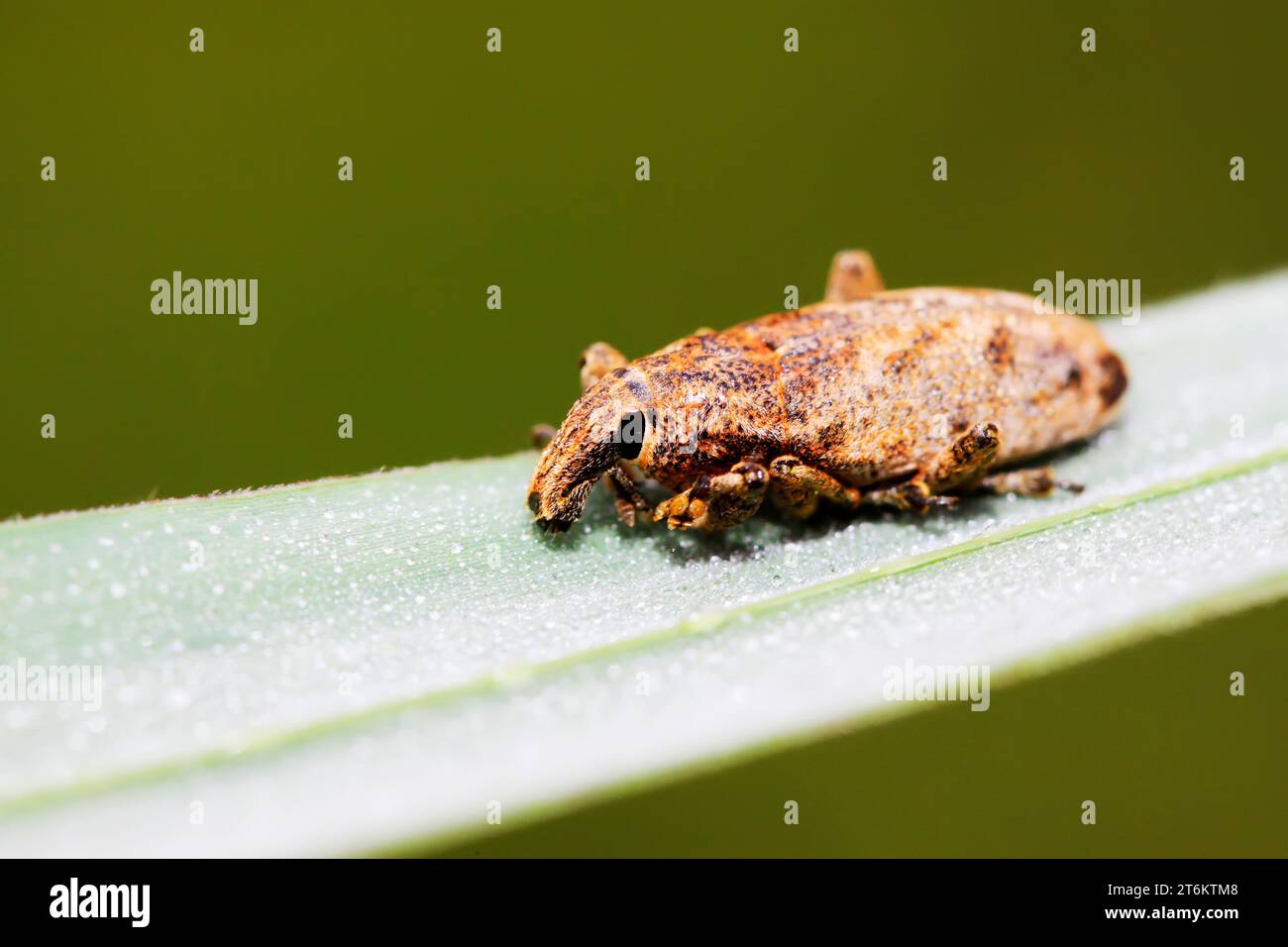 a kind of insect has long nose Stock Photo - Alamy