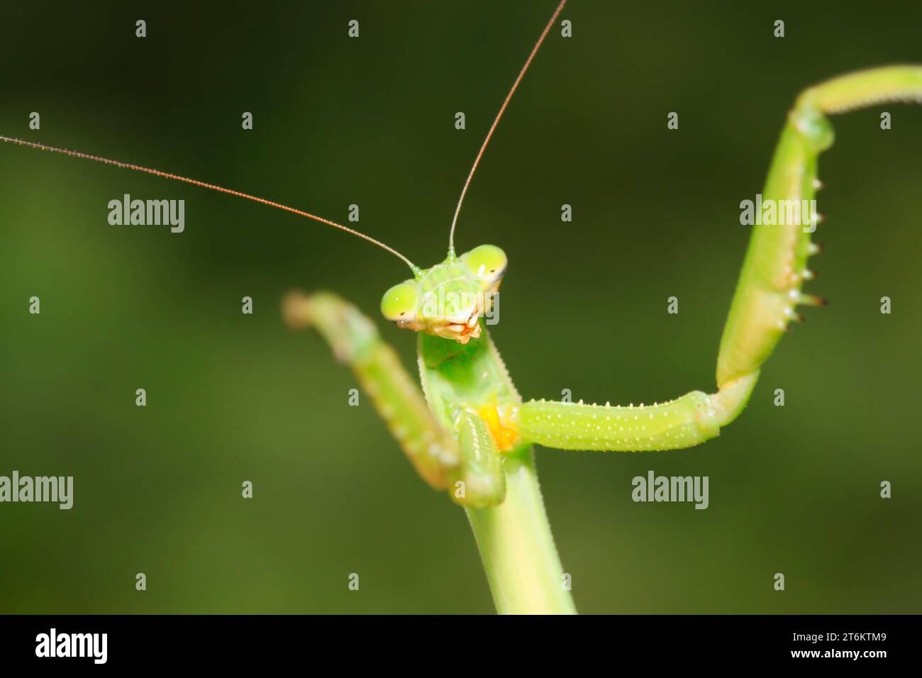 closeup of tenodera mantis, nature photography, north china Stock Photo ...