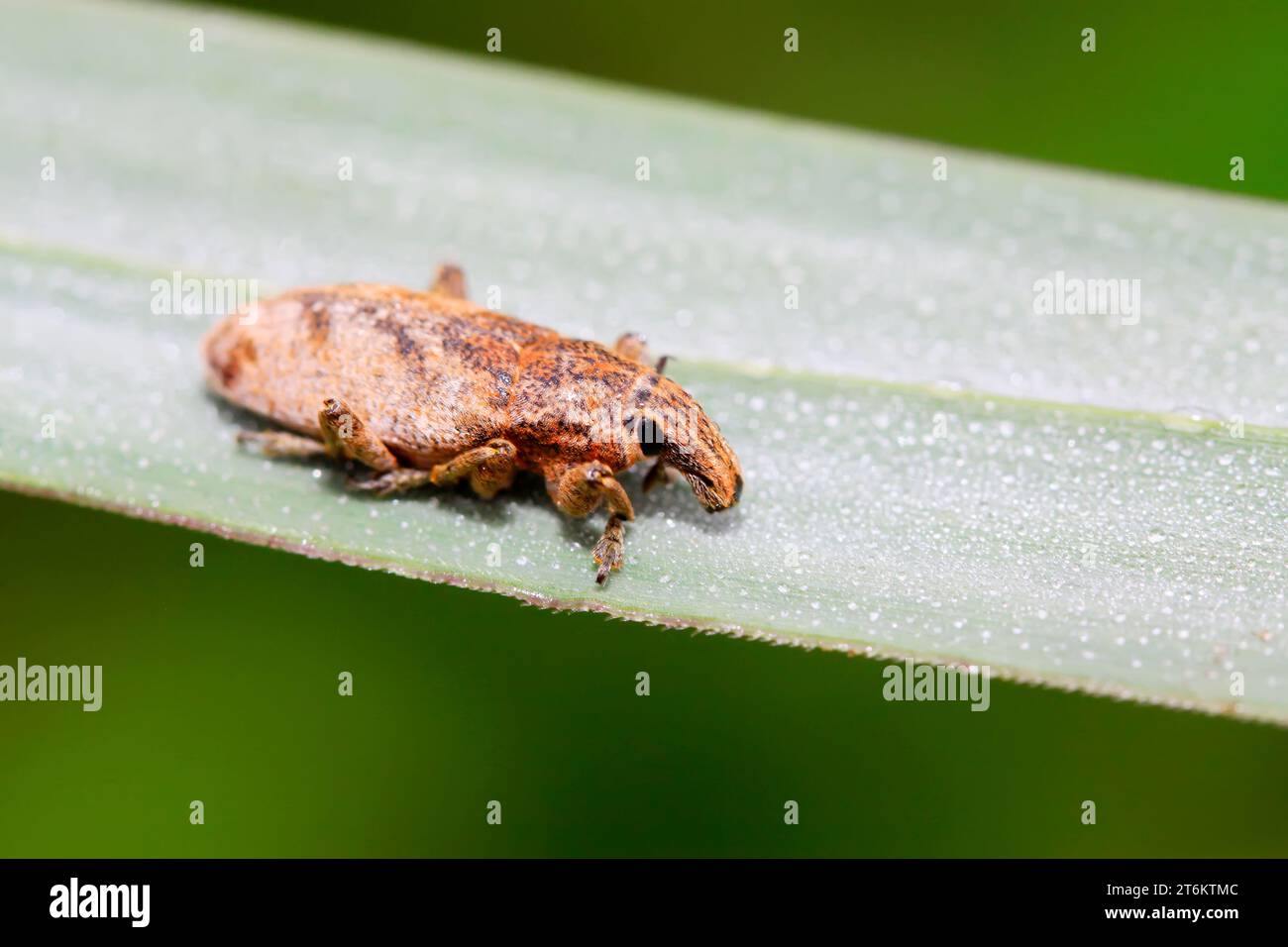 a kind of insect has long nose Stock Photo - Alamy
