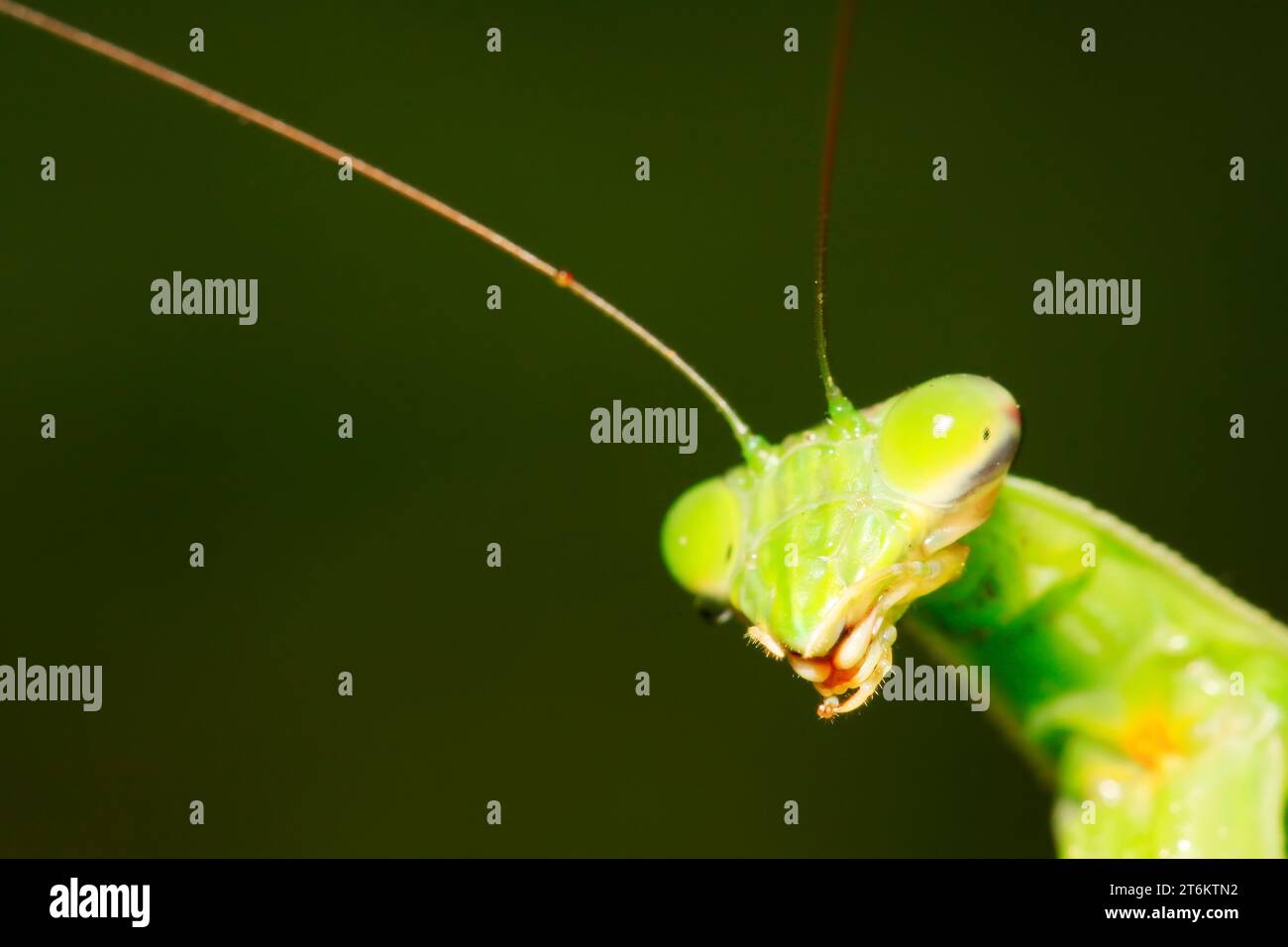 closeup of tenodera mantis, nature photography, north china Stock Photo ...